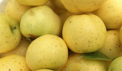 Grimes Golden Apple Tree | Hickory Ridge Orchard LLC