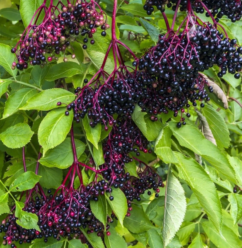 Shrub - Common Elderberry | Hickory Ridge Orchard LLC
