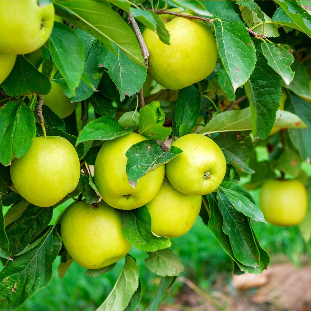 Mutsu Apple Tree | Hickory Ridge Orchard LLC