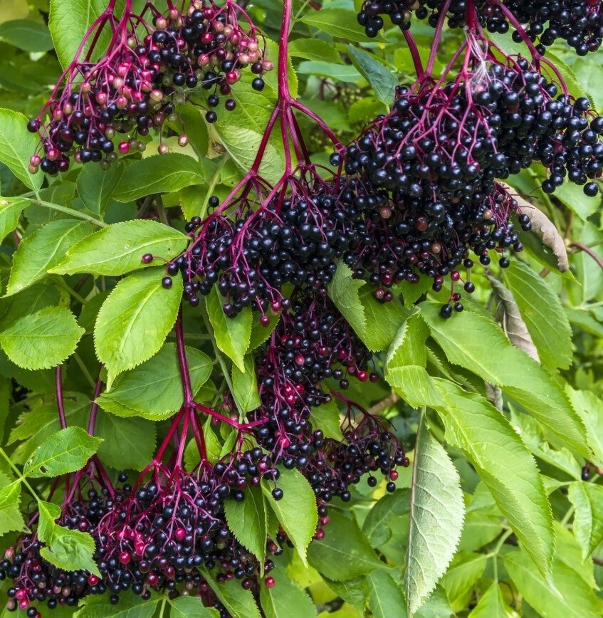 Shrub - Common Elderberry | Hickory Ridge Orchard LLC