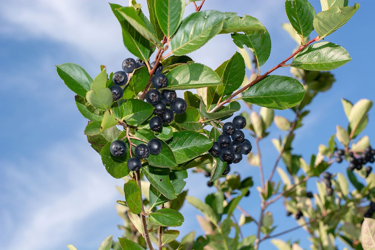 Shrub - Black Chokeberry | Hickory Ridge Orchard LLC
