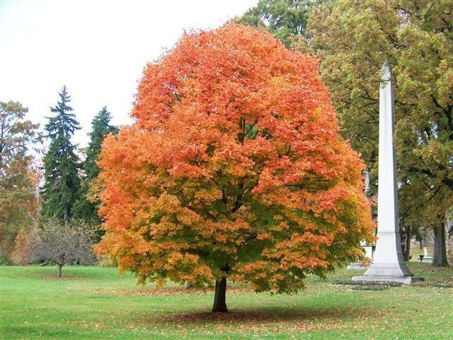 Maple - Sugar Tree | Hickory Ridge Orchard LLC